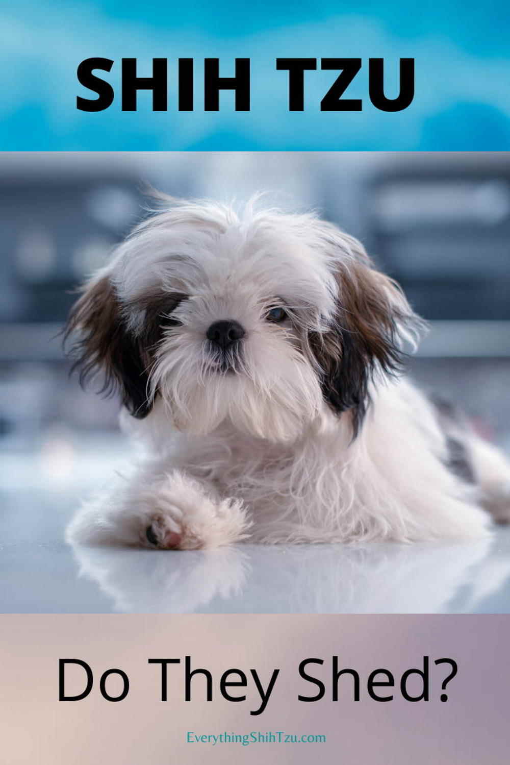 How to Brush Shih Tzu’s Teeth