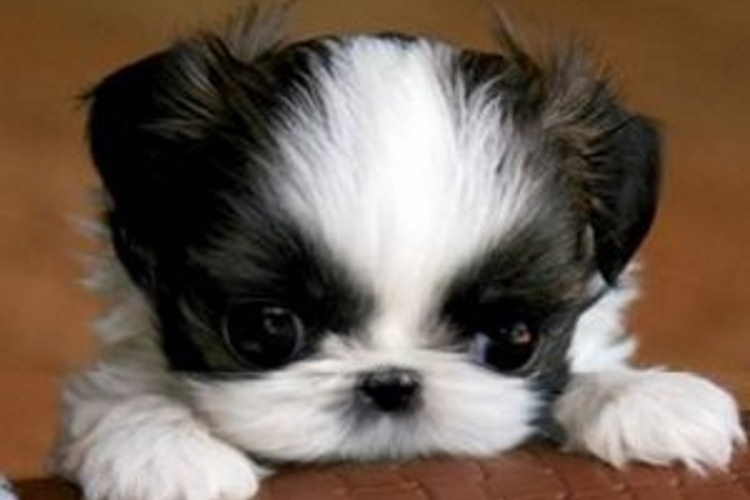 Shih Tzu Dogs: Everything You Ever Wanted To Know About The Breed