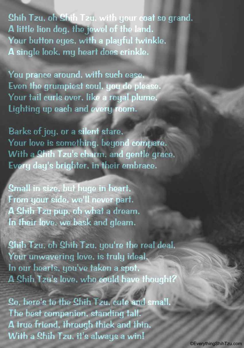 Shih Tzu Dogs: Everything You Ever Wanted To Know About The Breed
