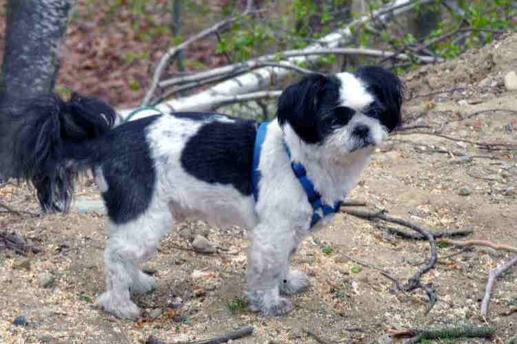 Shih Tzu Dogs: Everything You Ever Wanted To Know About The Breed Shih Tzu Dogs: Everything You Ever Wanted To Know About The Breed
