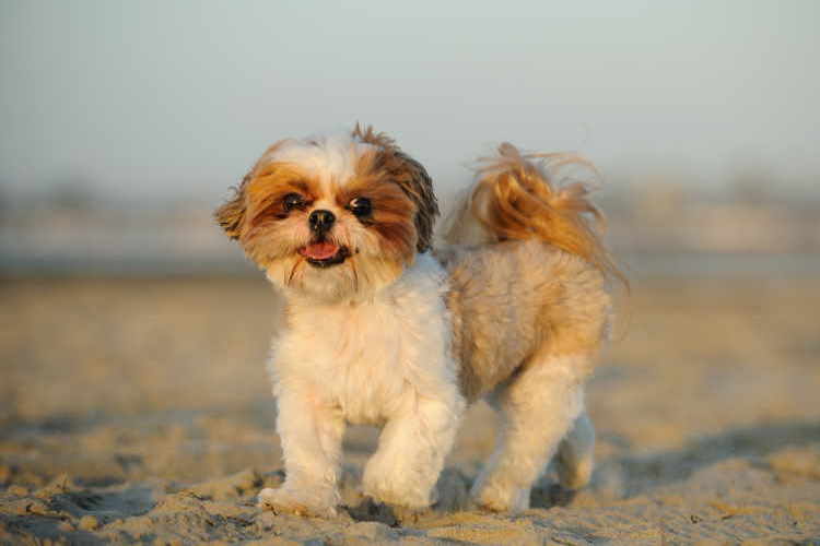 Shih Tzu Information Guide: About The Shih Tzu Dog Breed Shih Tzu Information Guide: About The Shih Tzu Dog Breed
